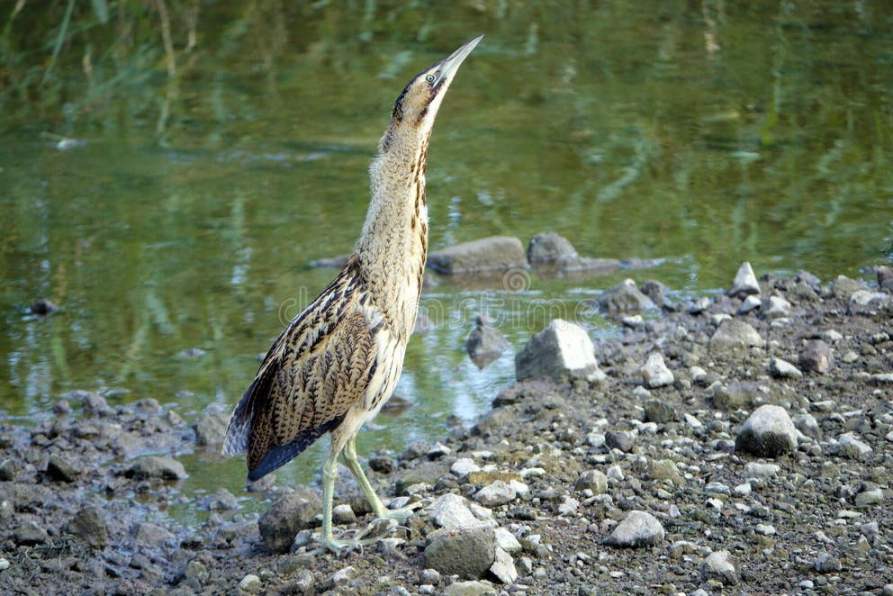 Great Bittern stock image. Image of natural, river, wildlife - 225164029