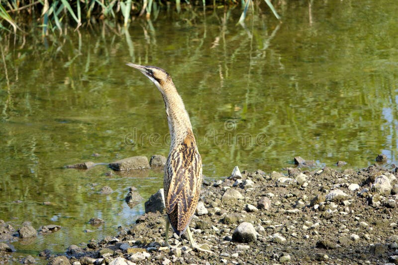 Great Bittern stock image. Image of natural, benchland - 225165319