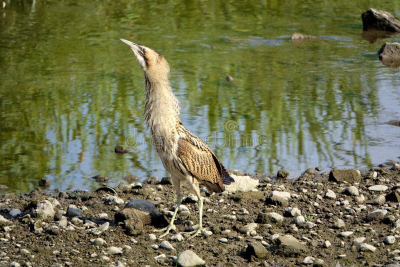 Great Bittern stock image. Image of bird, eurasian, bittern - 225167007