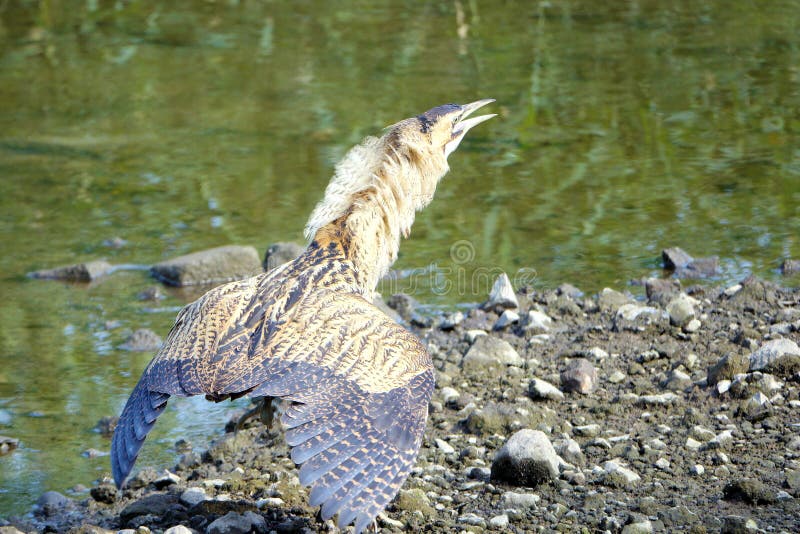 Great Bittern stock image. Image of spread, waterfowl - 225164833
