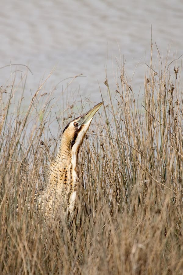 Hiding Bittern stock photo. Image of birds, characteristic - 14742094