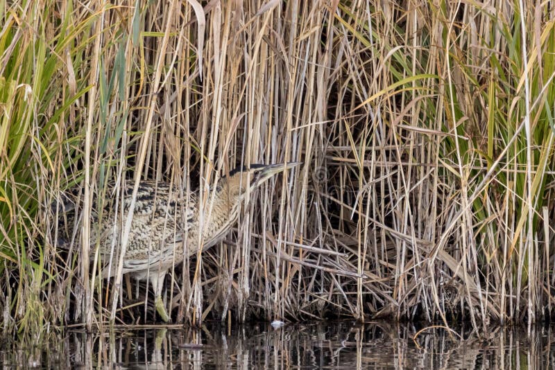 Eurasian Bittern or Great Bittern Botaurus Stellaris Stock Image ...