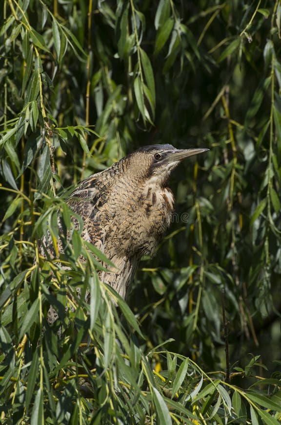 Great Bittern stock image. Image of feathers, tree, bittern - 33261049