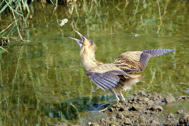 Great Bittern stock image. Image of common, birdseed - 225167671