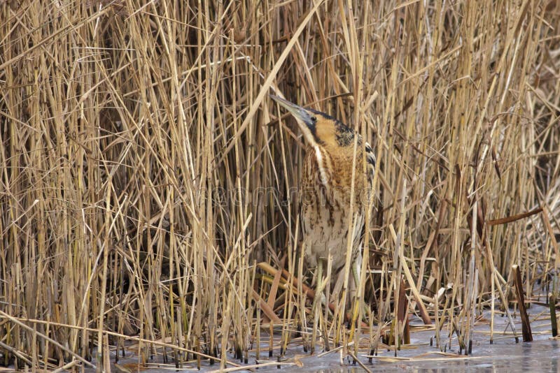Great Bittern stock photo. Image of camo, blend, stellaris - 58257546