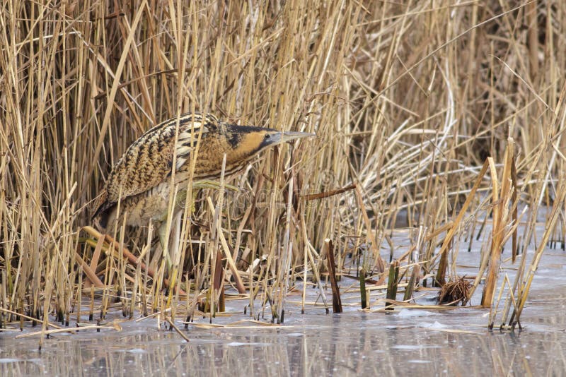 Great Bittern stock image. Image of reedbed, stellaris - 58257749