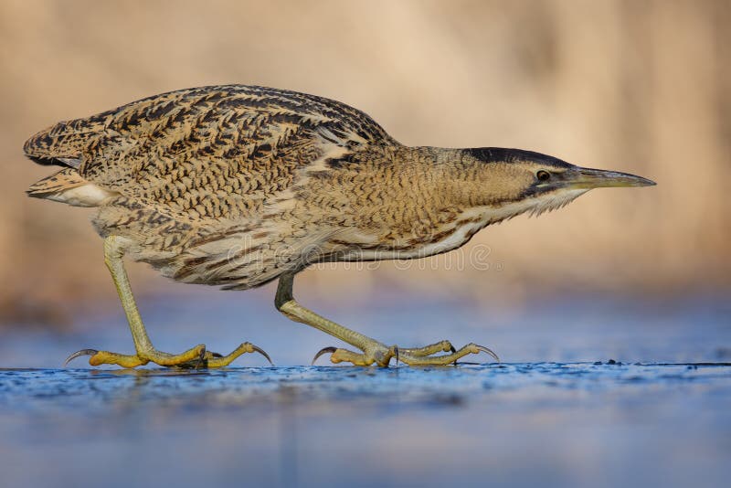 Great Bittern Walking on Water, Using Its Beak Stock Image - Image of ...