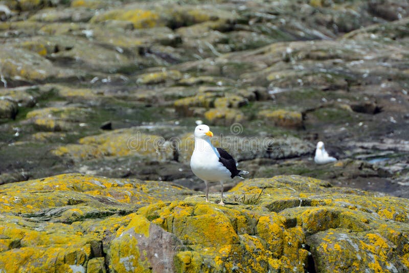 Great Black-backed Gull, Farne Islands Nature Reserve, England Stock ...