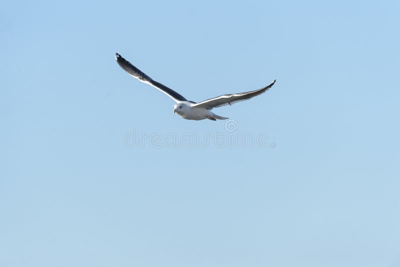 Great Black-backed Gull Wings High Stock Image - Image of massachusetts ...