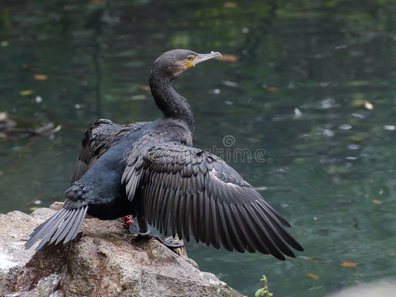 Great black cormoran stock photo. Image of closeup, wildlife - 34605080