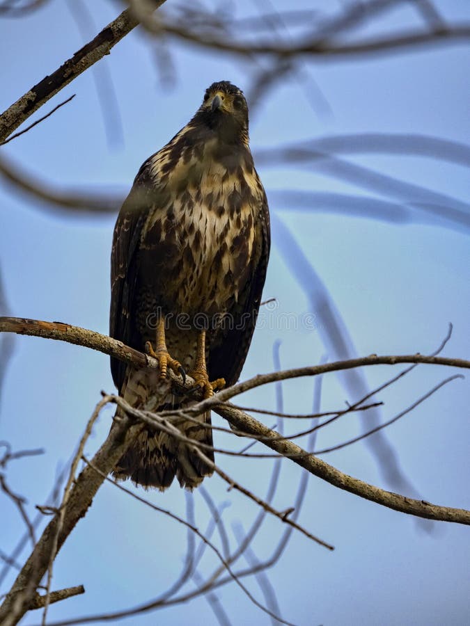 Great Black Hawk, Buteogallus Urubitinga, is One of the Great Predators ...