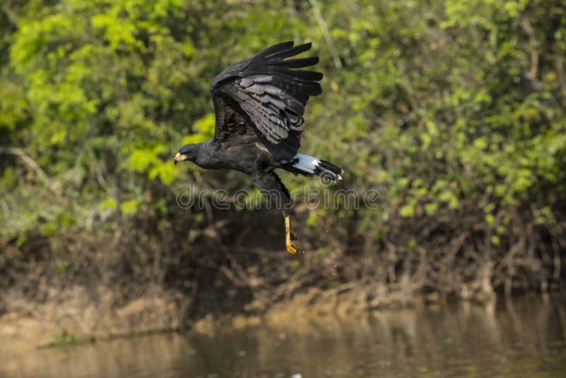 Great Black Hawk Flying Over River, Profile Stock Image - Image of ...