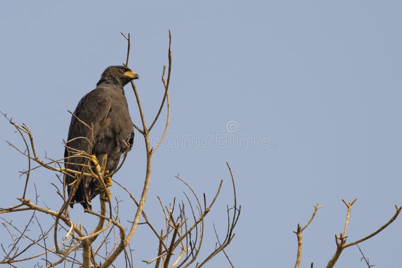 Great Black Hawk Standing on Dry Ground Stock Photo - Image of nature ...