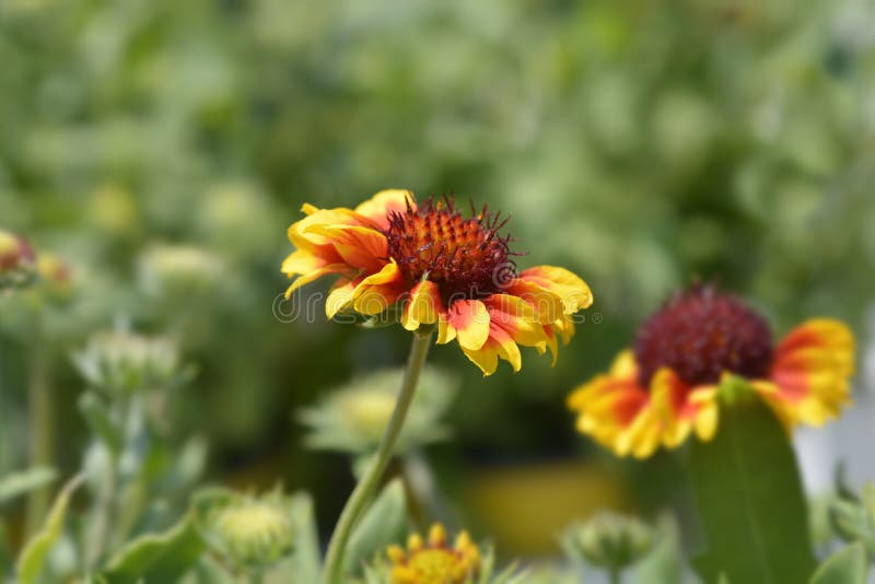 Great blanket flower stock photo. Image of yellow, plant - 224872926