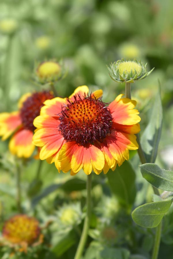 Great blanket flower stock photo. Image of browneyed - 227470150