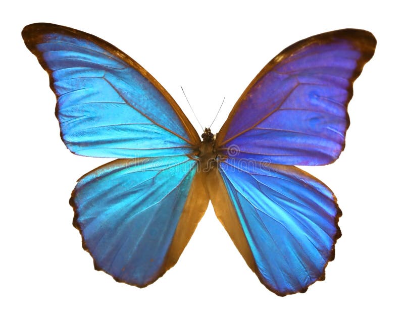 Great Blue Butterly with Big Wings Stock Photo - Image of wings, blank ...