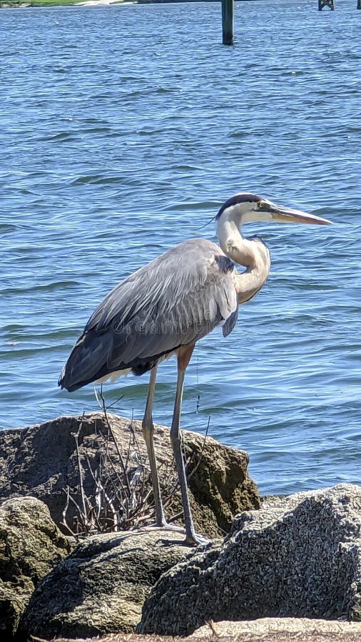 Great Blue hearon stock photo. Image of random, hearon - 276918274