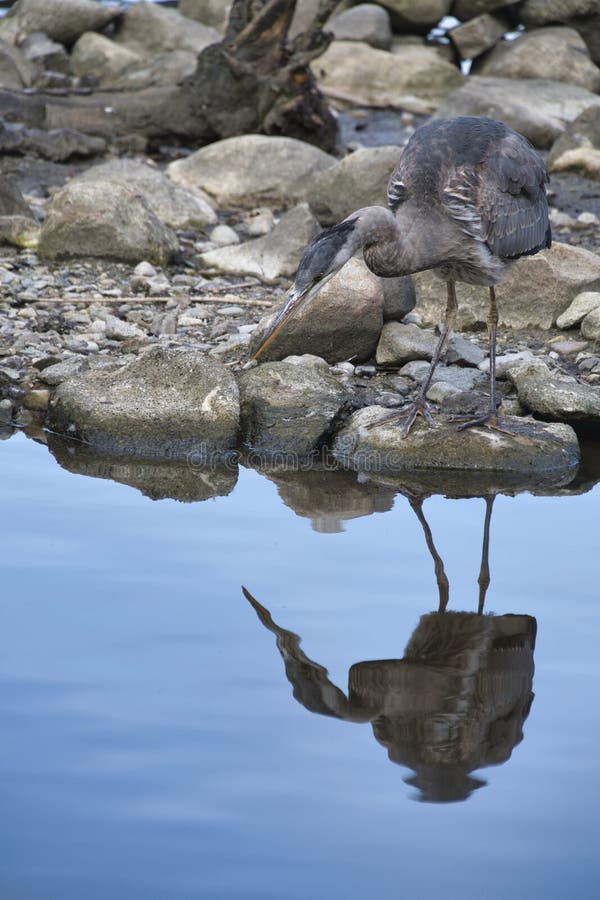 Small Fish Chasing Big Fish Stock Photos - Free & Royalty-Free Stock ...