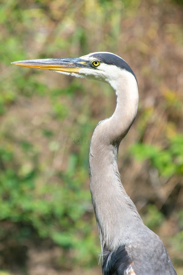 Great Blue Heron Close Up with a Beautiful Reflection Stock Photo ...
