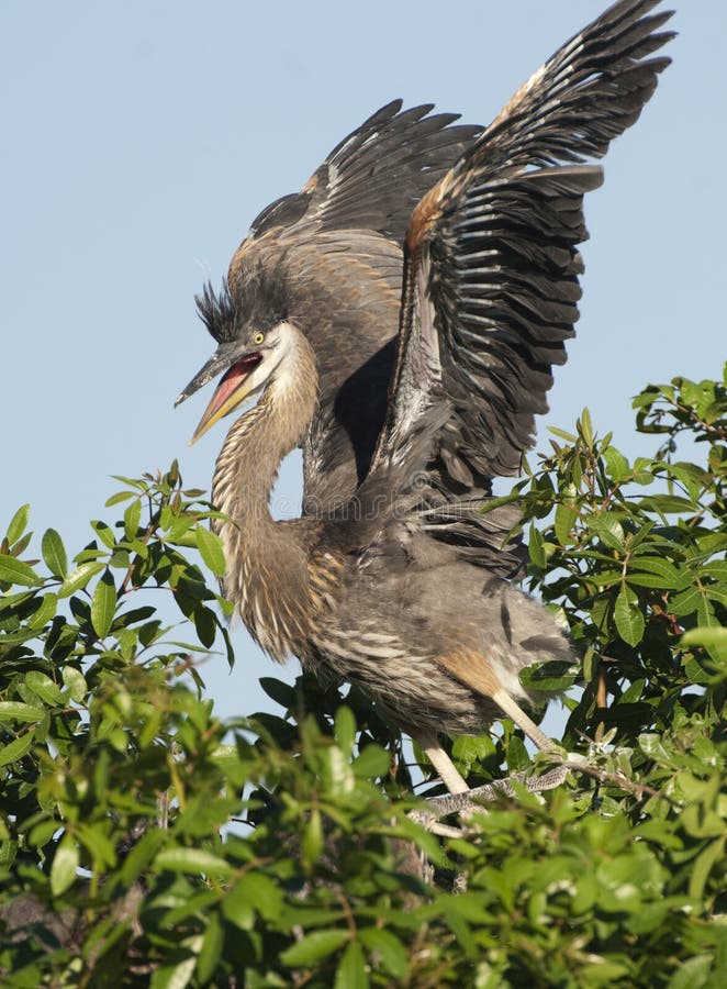 Great Blue Heron stock photo. Image of undomesticated - 13195660