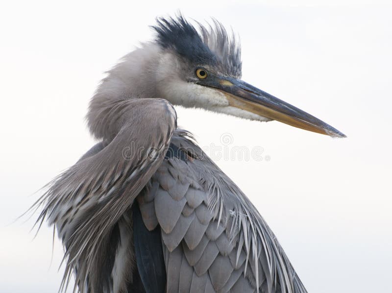 Great Blue Heron stock image. Image of british, blue, great - 4744701