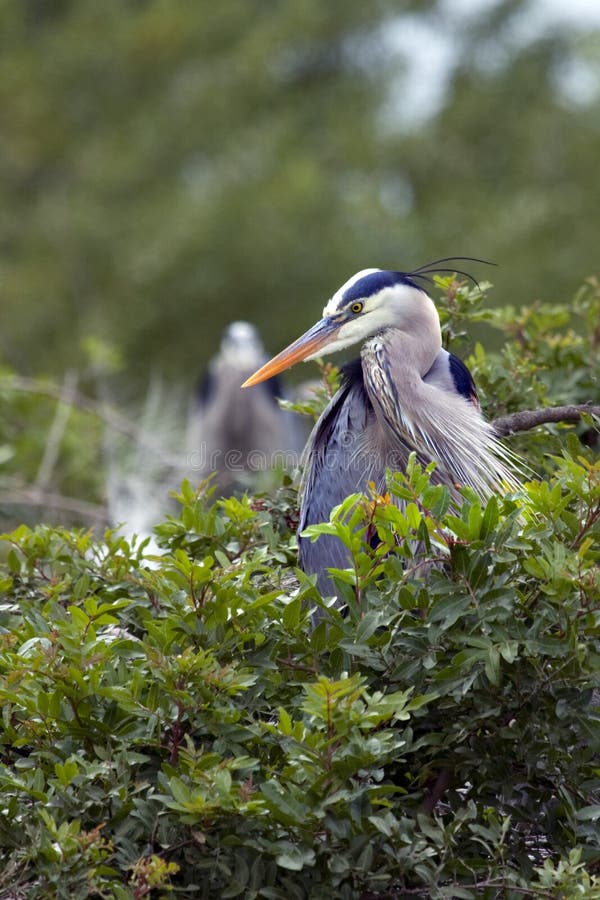 Great Blue Heron stock photo. Image of black, color, shrub - 13443744
