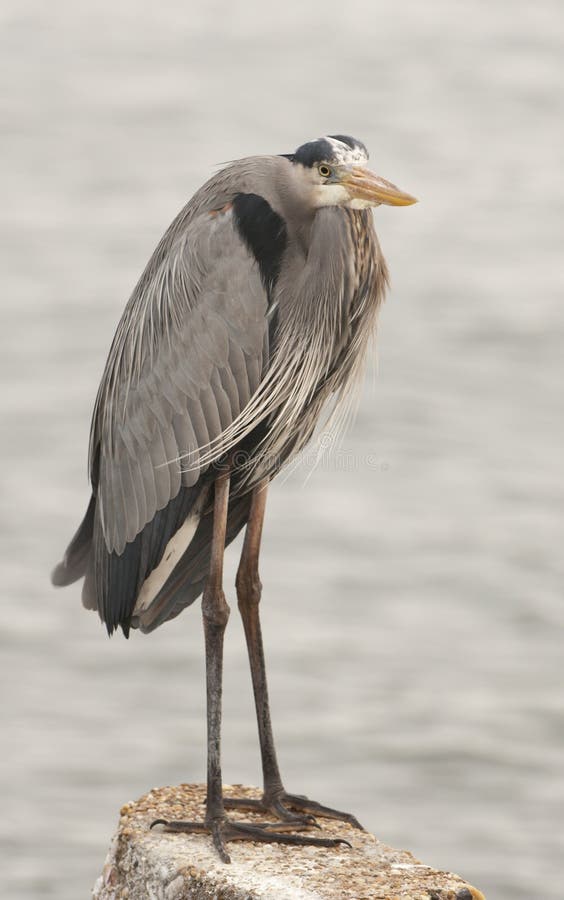 Great Blue Heron stock photo. Image of heron, zoology - 13933166