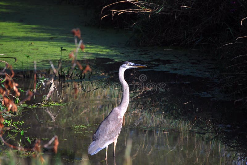 Blue Jay stock photo. Image of bird, nature, animal, avian - 10071830