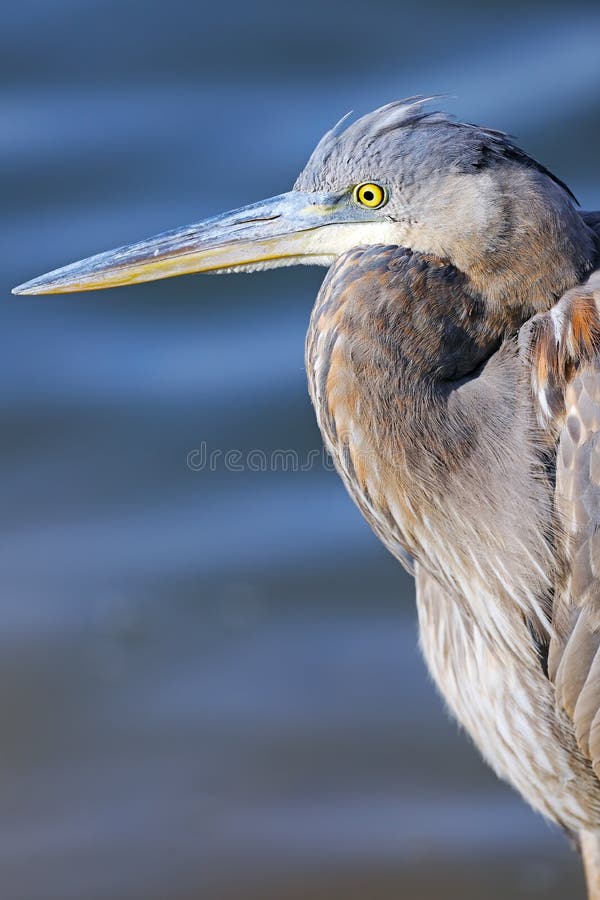 Great Blue Heron stock image. Image of british, blue, great - 4744701