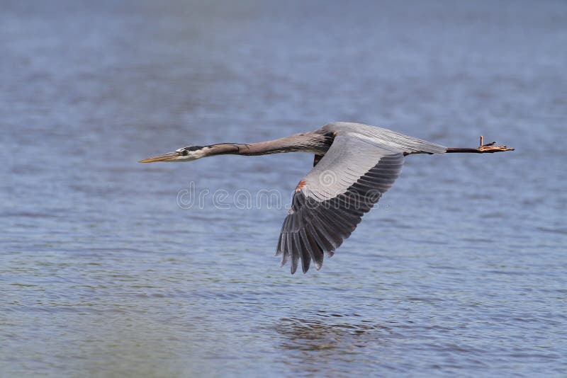 Blue Jay stock photo. Image of avian, closeup, bluejay - 6814922