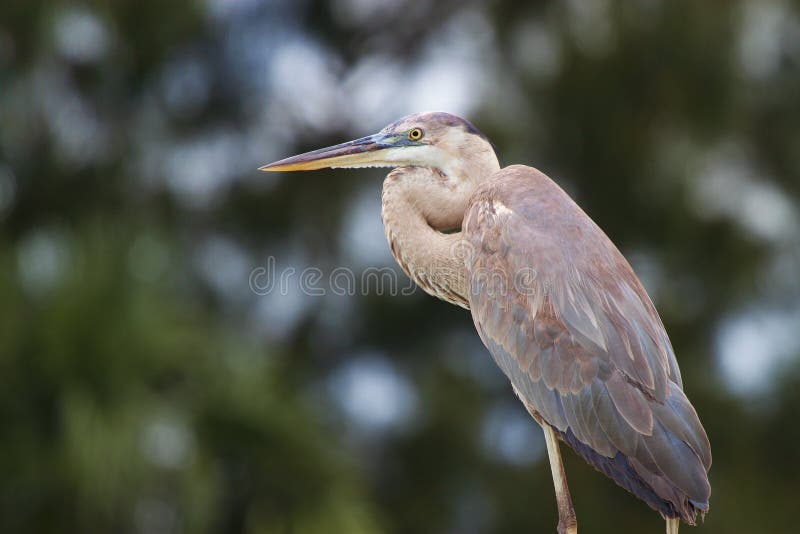 Great Blue Heron stock photo. Image of clouds, flight - 26812456