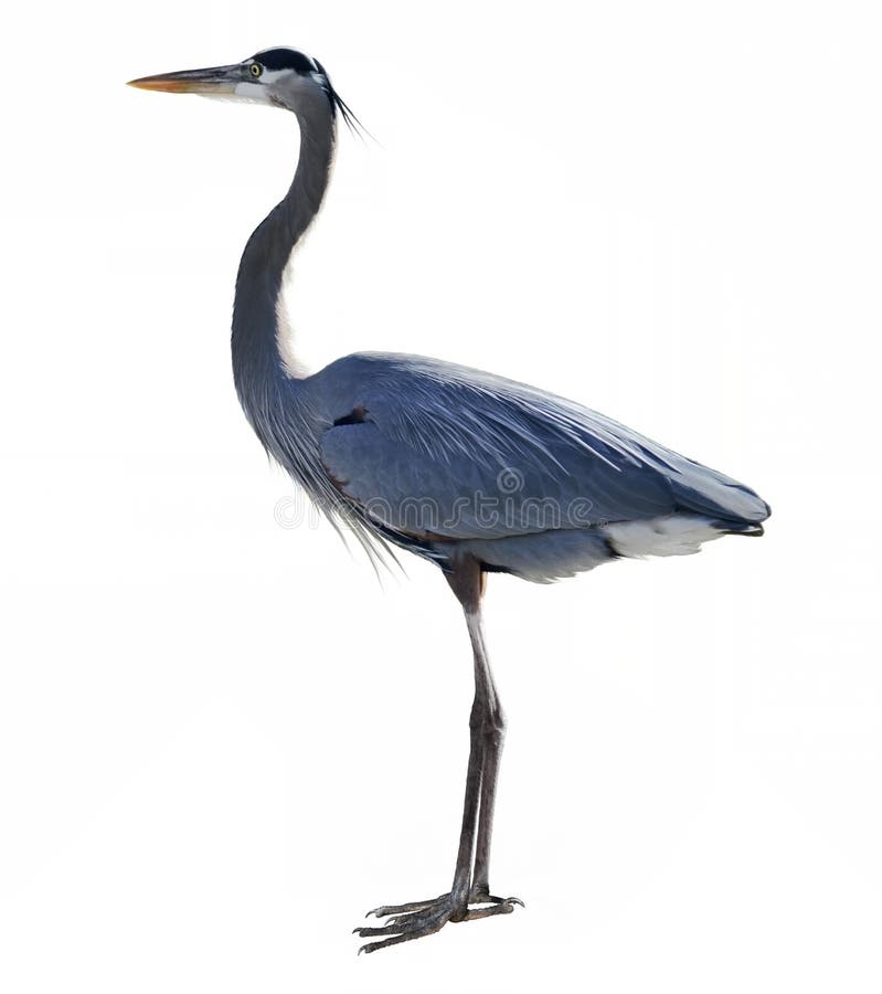 Blue Jay stock image. Image of nature, perched, wildlife - 25623021