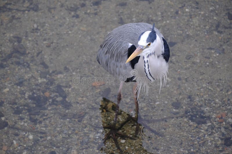 Great blue heron editorial photo. Image of lake, waterbird - 360336371