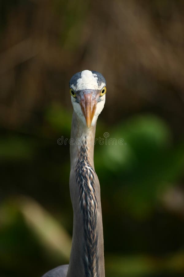 Great blue heron stock image. Image of beak, heron, tropical - 98035