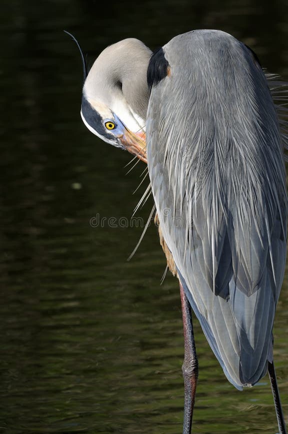 Great Blue Heron, Ardea Herodias Stock Photo - Image of america, crest ...