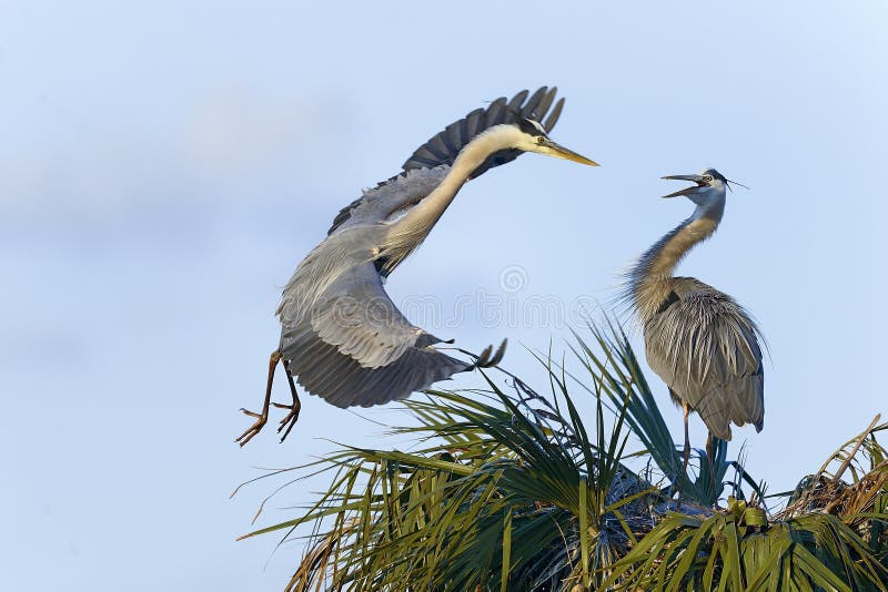 Great Blue Heron, Ardea Herodias Stock Photo - Image of life, crest ...