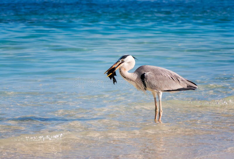 Great Blue Heron Eating Fish Stock Photo - Image of prey, nature: 17525148