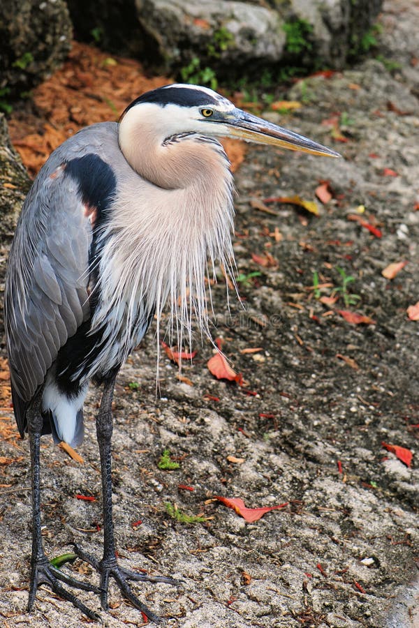 Great Blue Heron Bird stock image. Image of bill, birds - 20474359