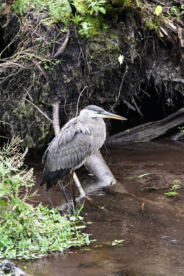 Great Blue Heron Bird Along Edge of Marsh Stock Photo - Image of jungle ...