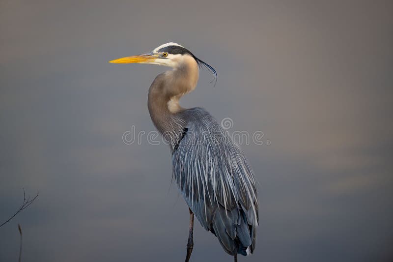 Great Blue Heron Bird on the Blurry Background Stock Image - Image of ...