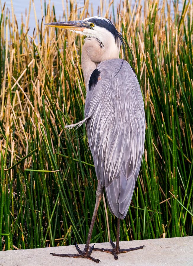 Great Blue Heron stock photo. Image of egret, fauna, meyers - 30602306
