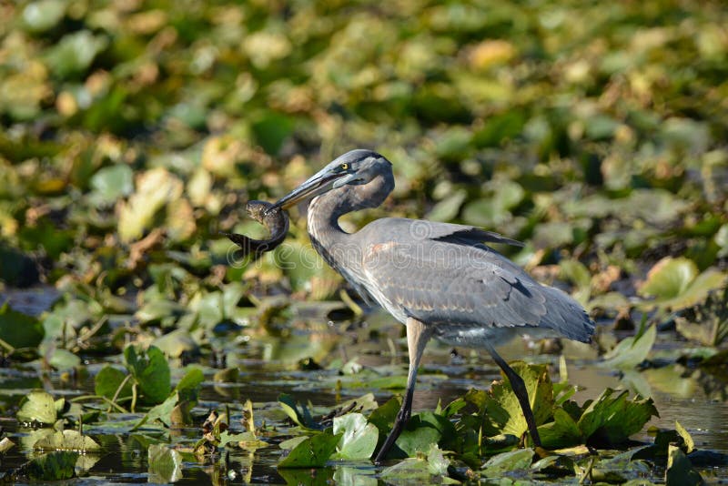 A Great Blue Heron Bird with a Fresh Caught Fish Stock Photo - Image of ...