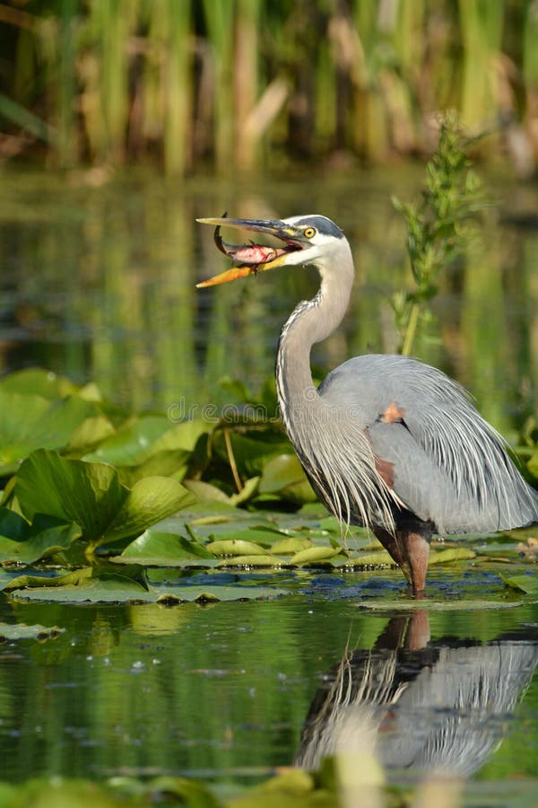 A Great Blue Heron Bird with a Fresh Caught Fish Stock Photo - Image of ...