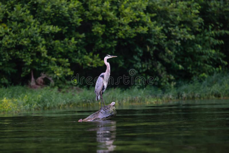 Great Blue Heron Bird on Log at the Lake Stock Image - Image of great ...