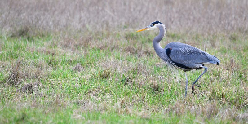 Great Blue Heron Bird Moving into Open Space with Foot Raised in ...