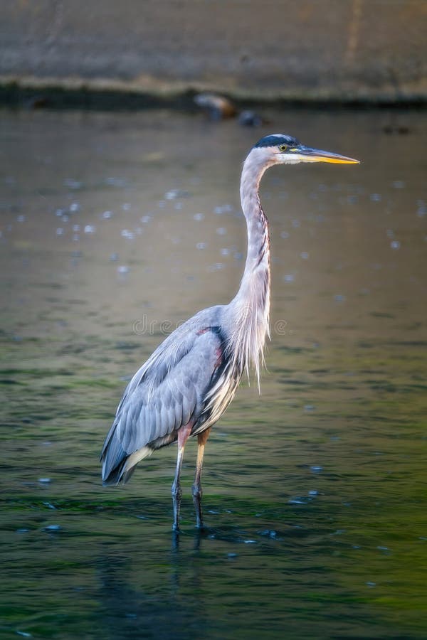 Great Blue Heron Bird Stands in the Water Under a Bridge Stock Image ...