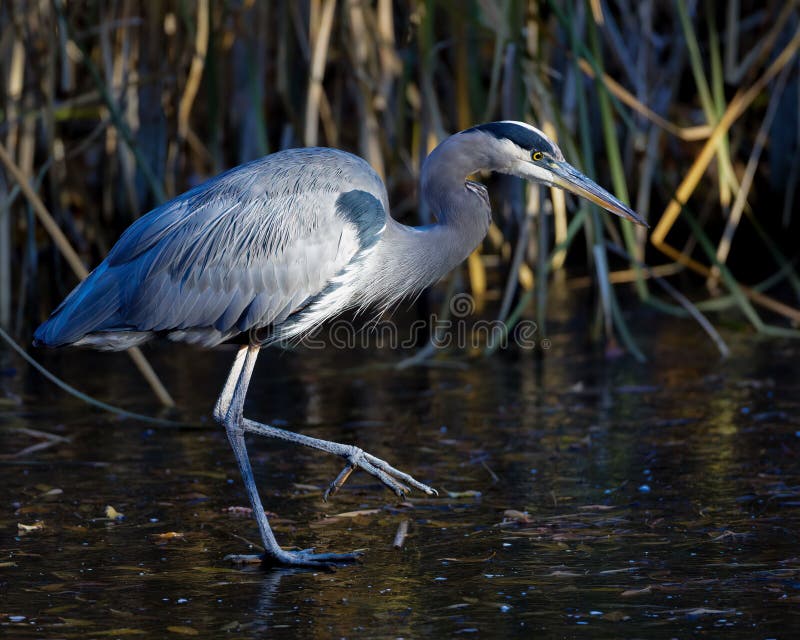 Great Blue Heron Bird in a Wetland. Stock Photo - Image of water, avian ...