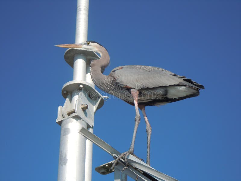 Great Blue Heron stock image. Image of grey, view, pole - 57922567