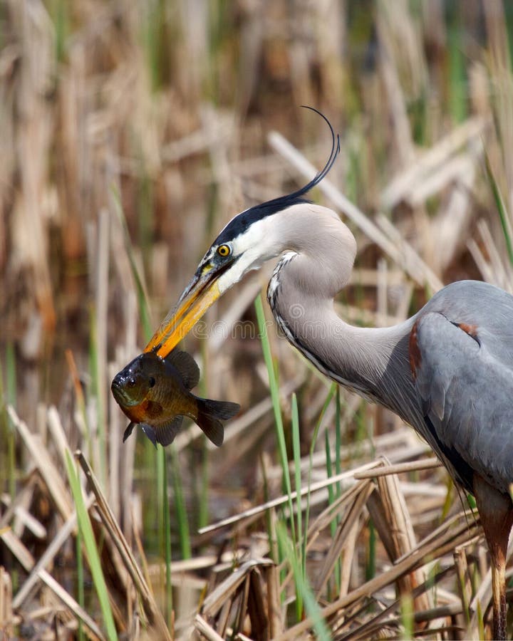 Great Blue Heron Catching a Fish Stock Image - Image of fish, wading ...
