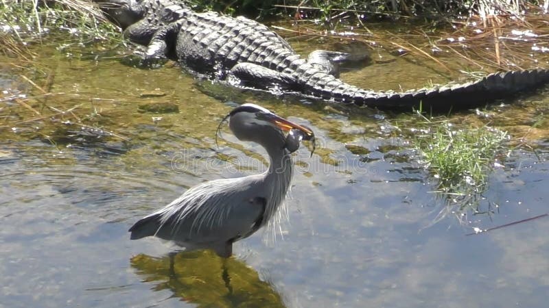 Great Blue Heron Catching Fish Stock Video - Video of wild, fish: 171244237